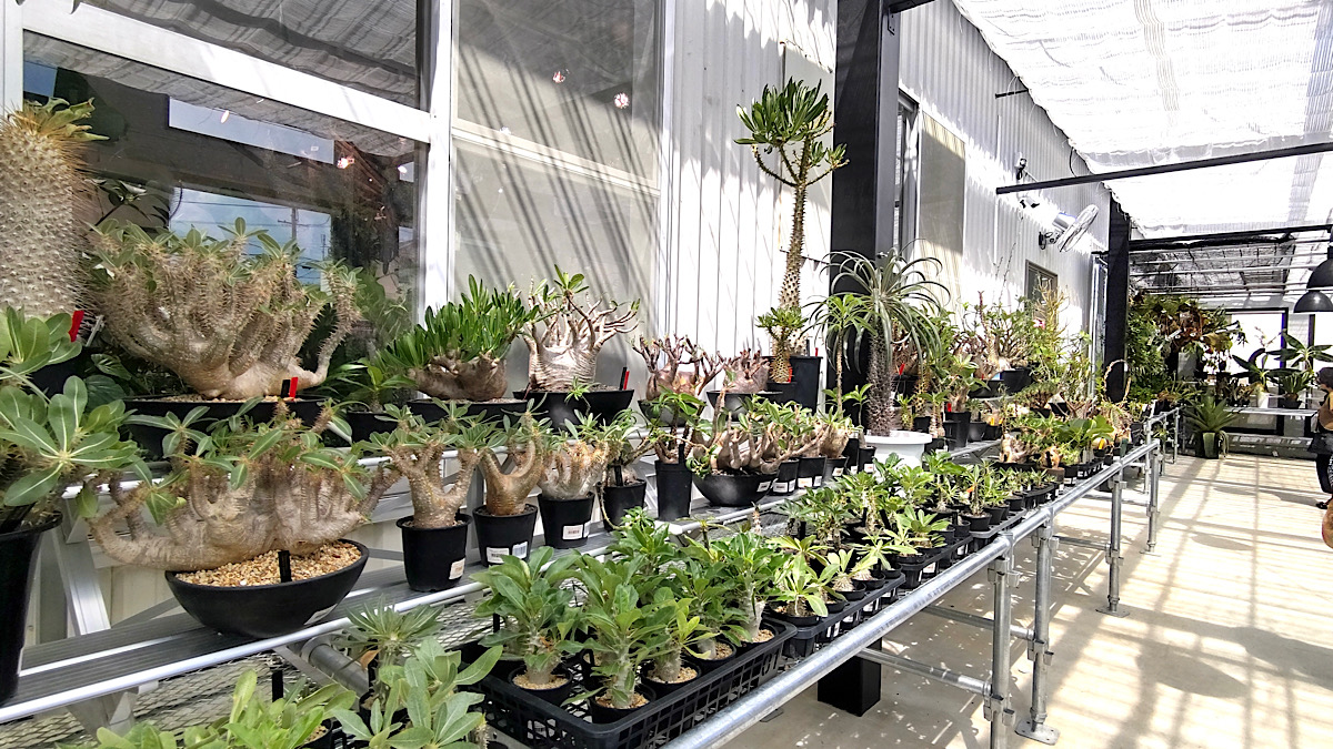 掛川にオシャレで奇妙で素敵なお店が誕生〜‼︎ 不思議な植物園 BOTANICAL GARDEN OZMANを探検だ‼ – KOSODATE BASE 浜松（旧オンモプラス）┃浜松地域を「子育て ...