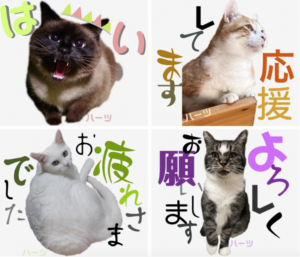 あなたも3,000円からノラ猫を増やさない活動に協力してみませんか？ – KOSODATE BASE 浜松（旧オンモプラス）┃浜松地域を「子育てしやすい街」にする子育てしたい街づくり応援マガジン